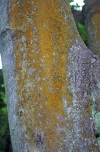 orange lichen on tree trunk | everyday nature trails