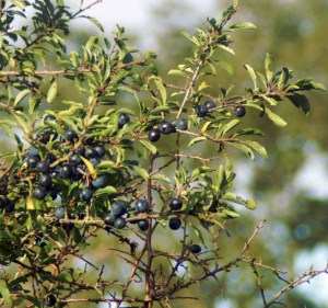 red berries | everyday nature trails