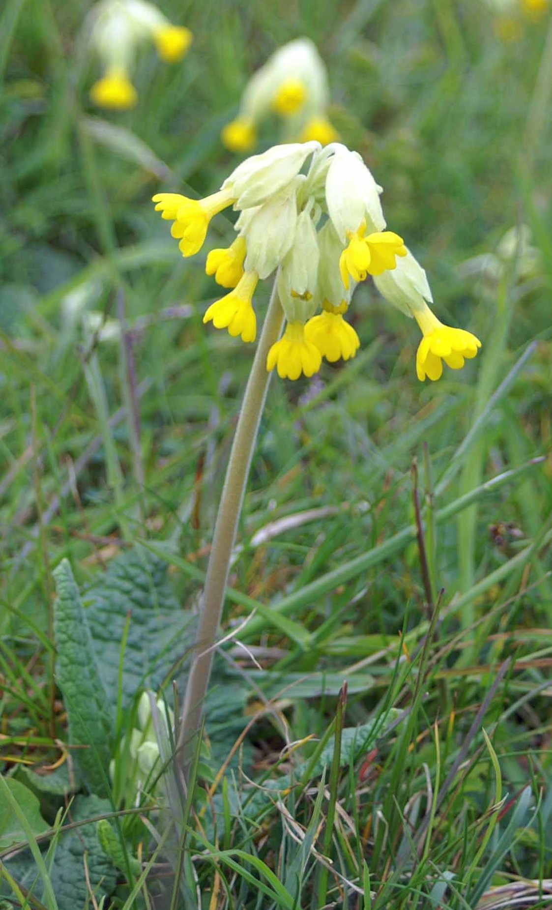 flower folklore about cowslip | everyday nature trails