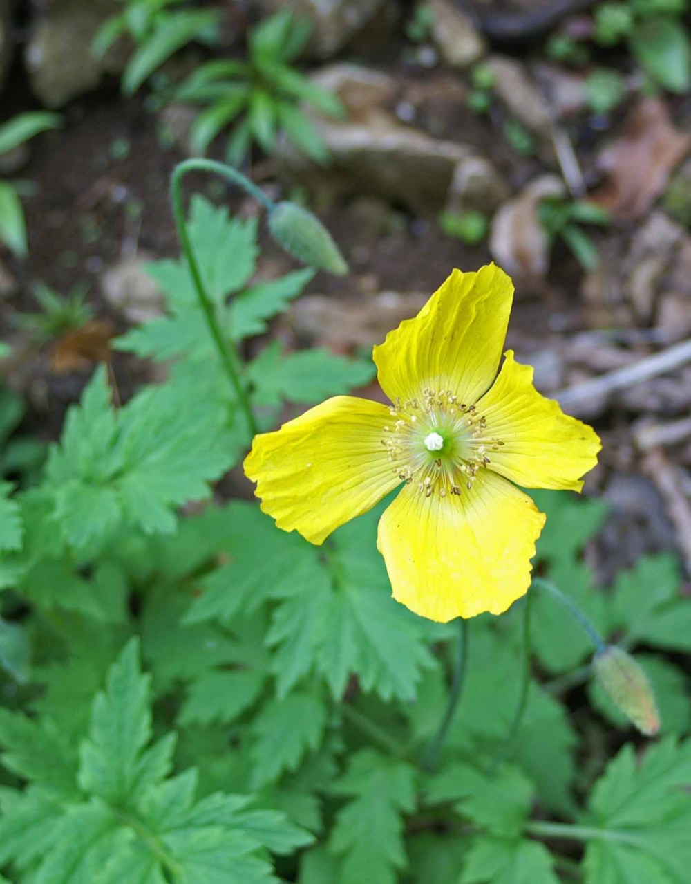 Blooming Bryn Euryn | everyday nature trails