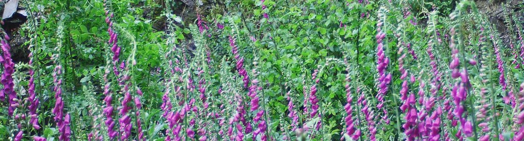 The Foxglove – of Fairytales, Myths & Medicine | everyday nature trails
