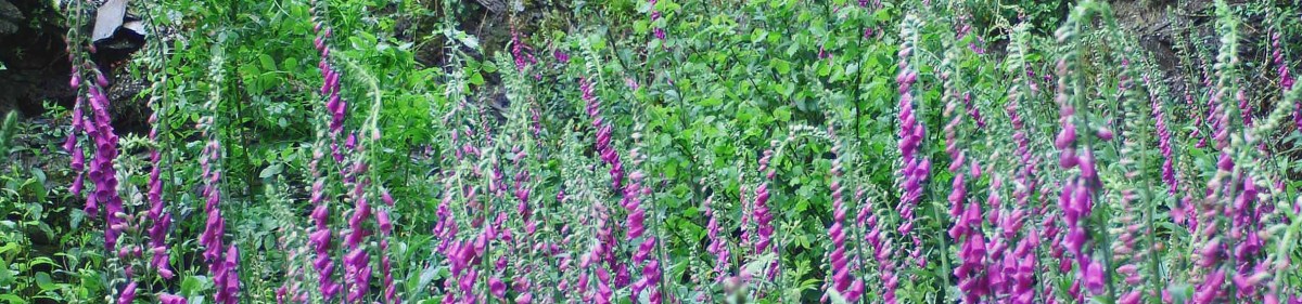 The Foxglove – of Fairytales, Myths & Medicine | everyday nature trails