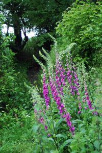 The Foxglove – of Fairytales, Myths & Medicine | everyday nature trails