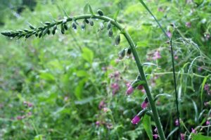 The Foxglove – of Fairytales, Myths & Medicine | everyday nature trails