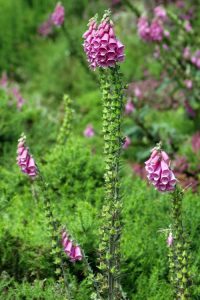 The Foxglove – of Fairytales, Myths & Medicine | everyday nature trails