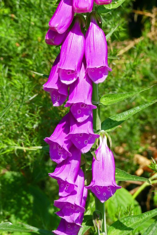 The Foxglove – of Fairytales, Myths & Medicine | everyday nature trails
