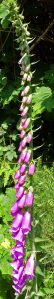 The Foxglove – of Fairytales, Myths & Medicine | everyday nature trails