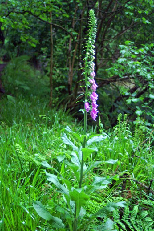 The Foxglove – of Fairytales, Myths & Medicine | everyday nature trails