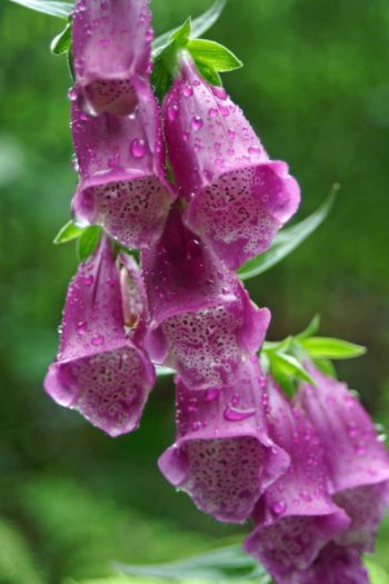 The Foxglove – of Fairytales, Myths & Medicine | everyday nature trails