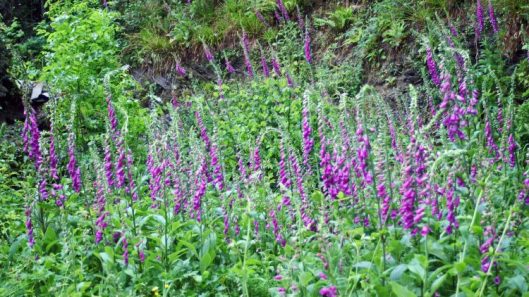 The Foxglove – of Fairytales, Myths & Medicine | everyday nature trails
