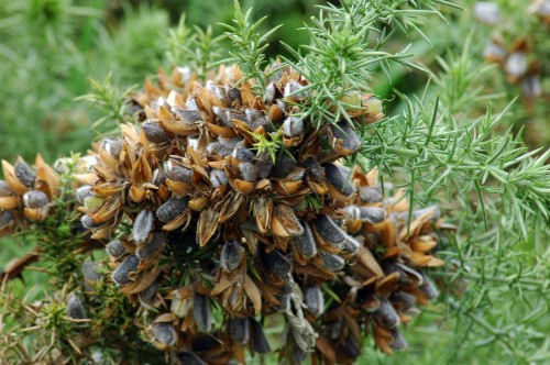 traditional uses of gorse | everyday nature trails