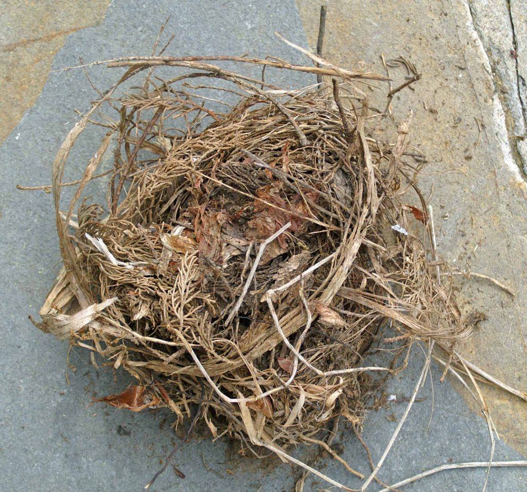 The craft and artistry of nest building | everyday nature trails