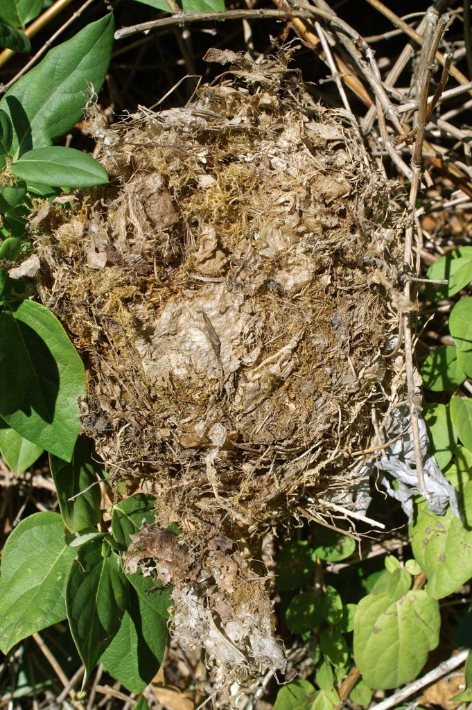 The craft and artistry of nest building | everyday nature trails