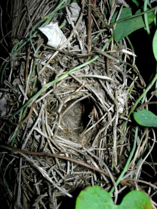 The craft and artistry of nest building | everyday nature trails