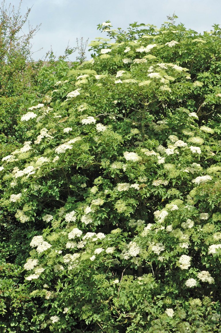 The Elder Tree | everyday nature trails