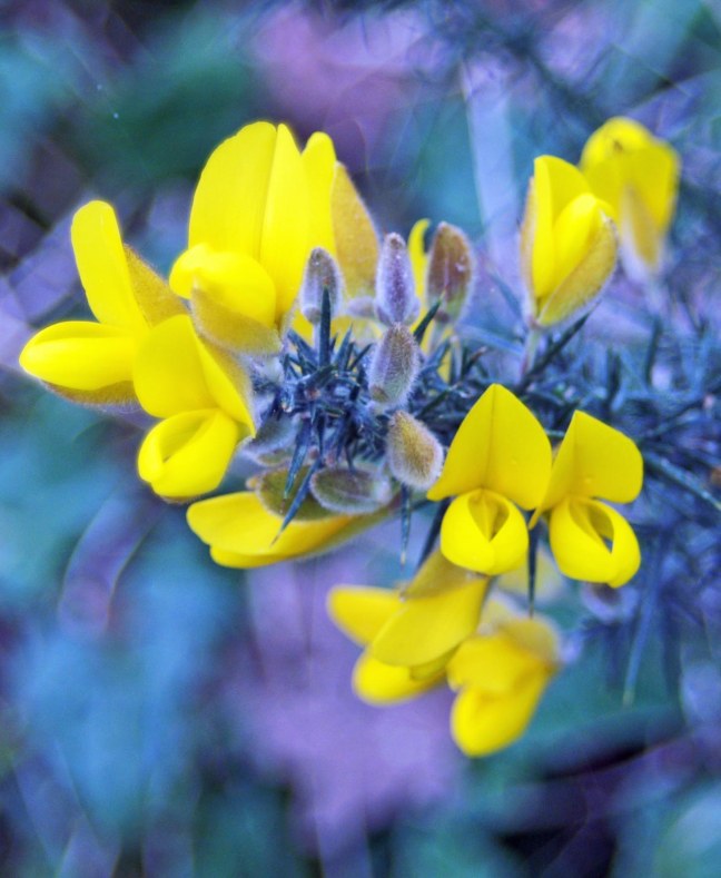 traditional uses of gorse | everyday nature trails