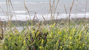Wildflowers of North Wales Coastal Paths, Cliffs and Dunes | everyday ...
