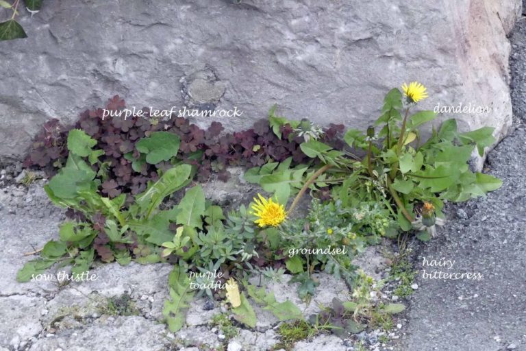 Wildflowers of Wales | everyday nature trails