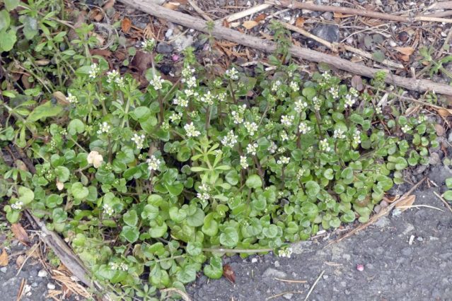 Wildflowers of Wales | everyday nature trails