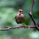 everyday nature trails